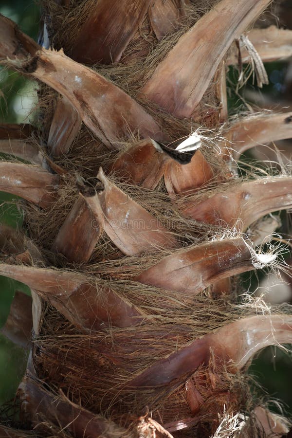 Slice stem Palms texture stock image. Image of desert - 72785763