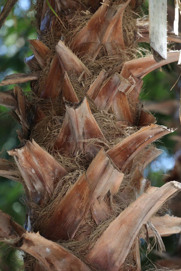 Slice stem Palms texture stock image. Image of green - 72785921