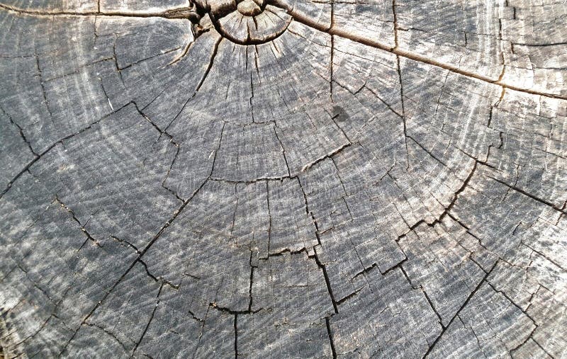 Slice of Tree with Age Rings, View from Top, Full Screen Image Stock ...
