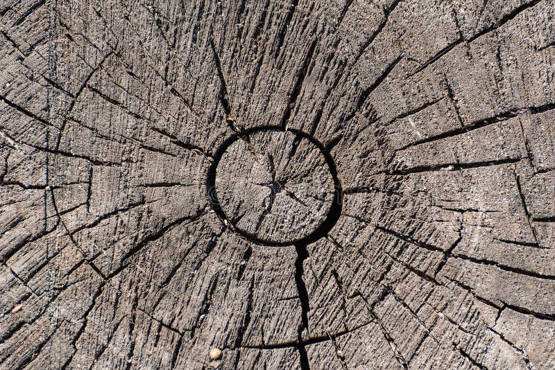 Slice Elm Tree, Cross Section Stock Image - Image of circular, bark ...