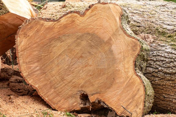 Slice on a tree stump stock image. Image of slice, ring - 322047227