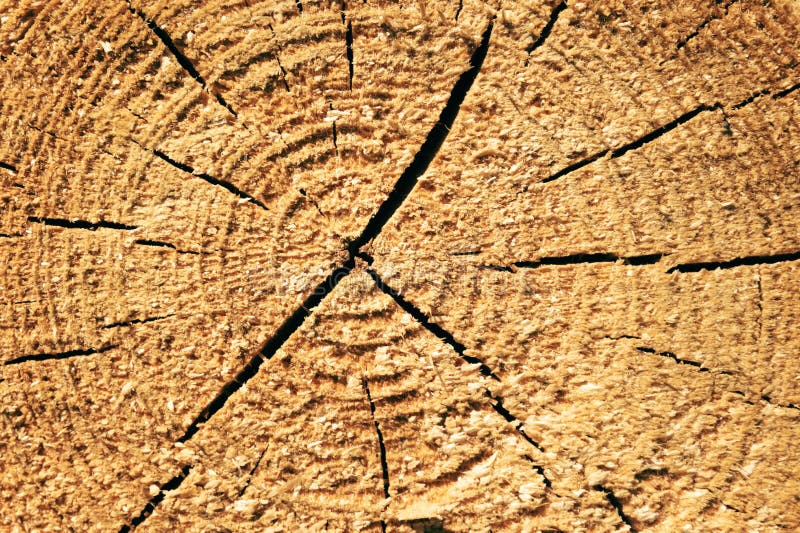 Slice of Wood Texture with Cracks, Natural Pattern, Background. Stock ...