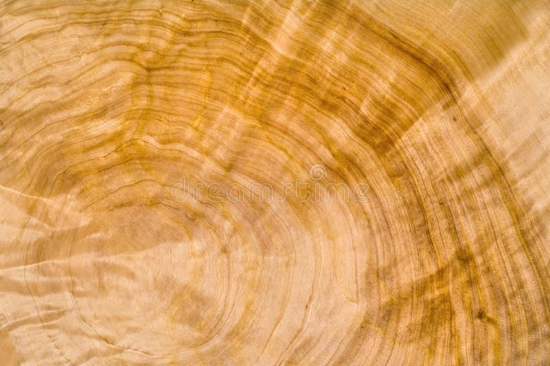 Slice of timber stock photo. Image of materials, barked - 26948762