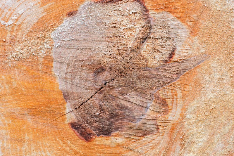 Slice of Wood Timber Background Stock Photo - Image of cross, circle ...