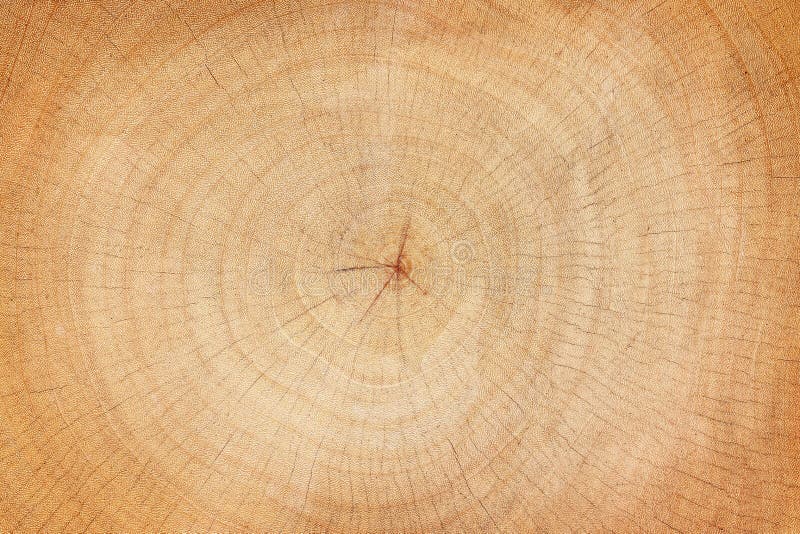 A Slice of Wood Timber Natural Background Stock Image - Image of ...