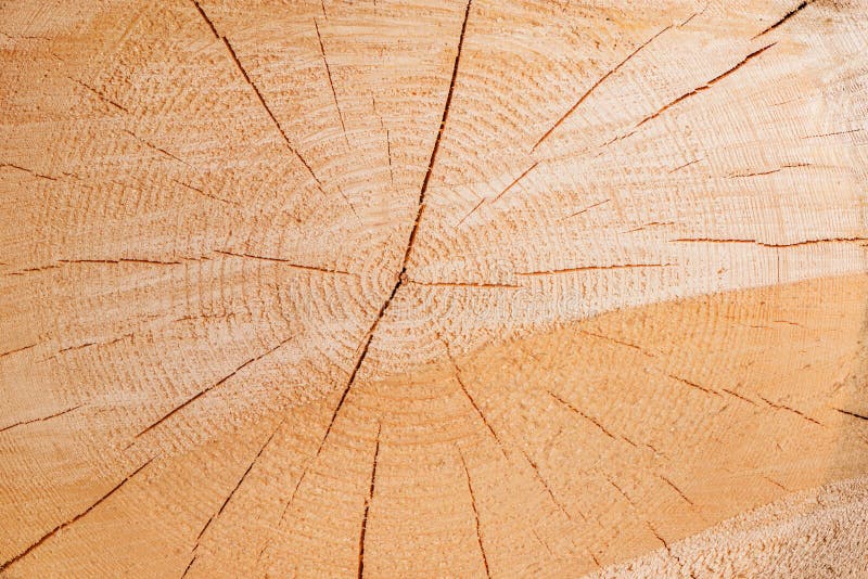 Slice of the Wood Timber Background Stock Photo - Image of circle ...