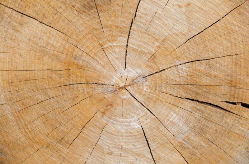 314,002 Wood Slice Background Stock Photos - Free & Royalty-Free Stock ...