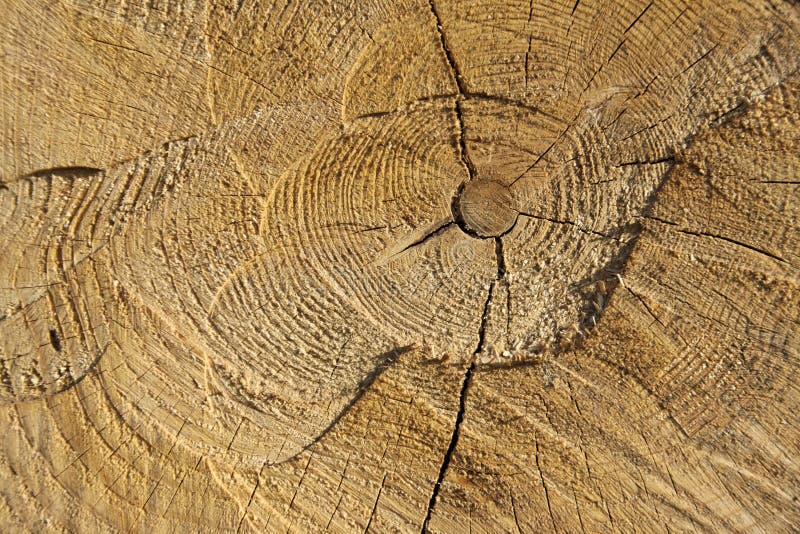 Slice of wood stock photo. Image of timber, pattern, natural - 58384582