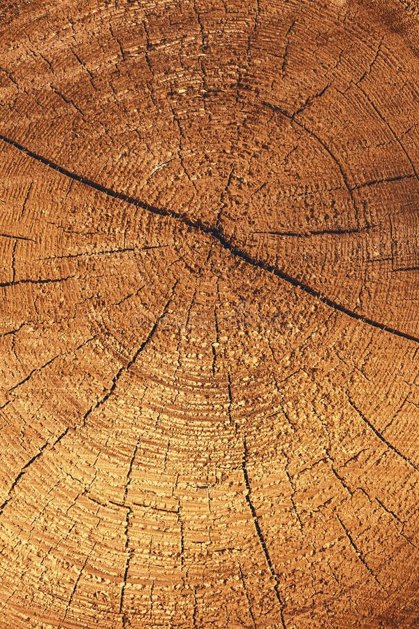 Slice of Wood Timber Natural Background Stock Photo - Image of lumber ...