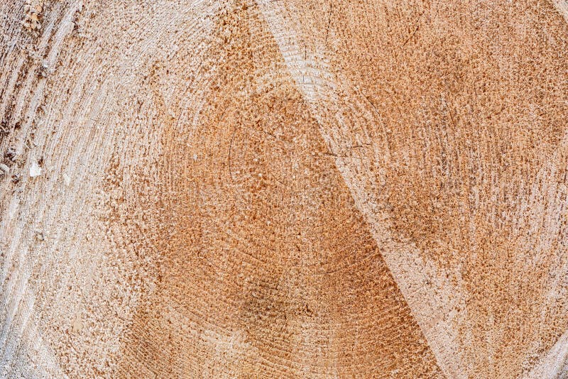 Slice of the Wood Timber Background Stock Photo - Image of concentric ...