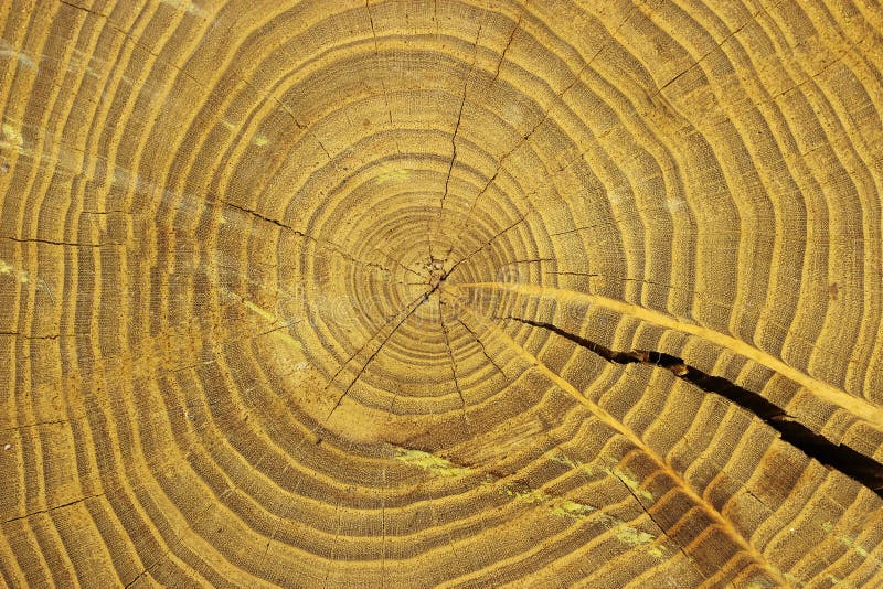Slice of Wood Timber Natural Background, Texture Stock Photo - Image of ...