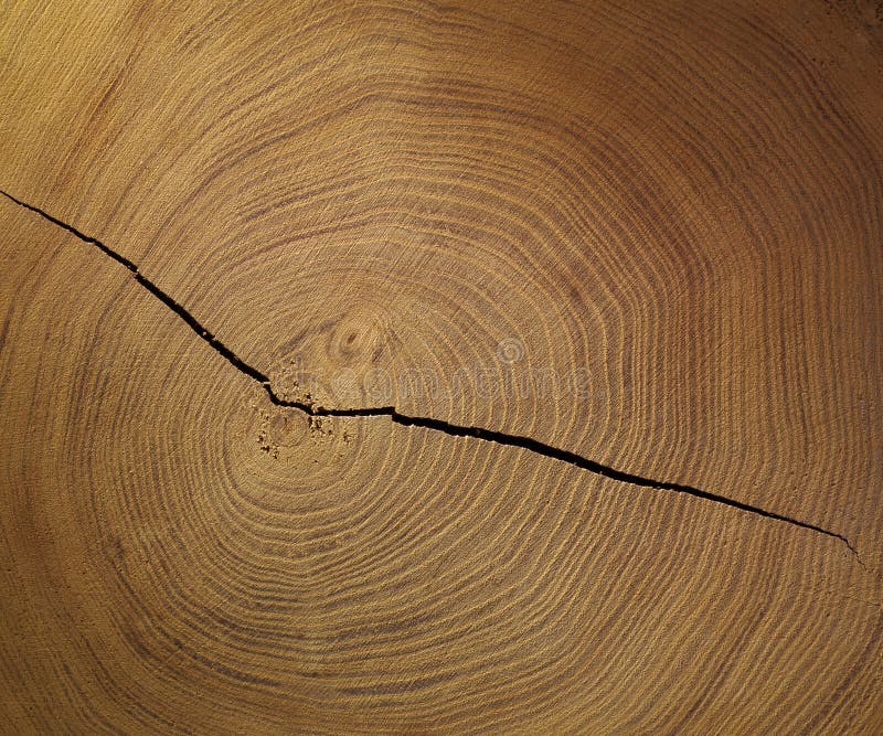 Slice of wood tree ring stock image. Image of wallpaper - 1021229
