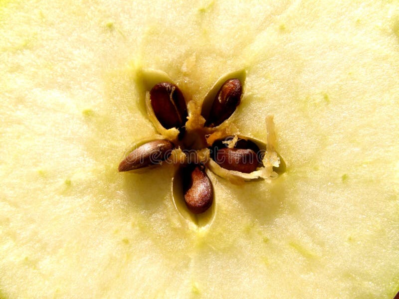 Sliced apple texture stock photo. Image of fresh, food - 14181612