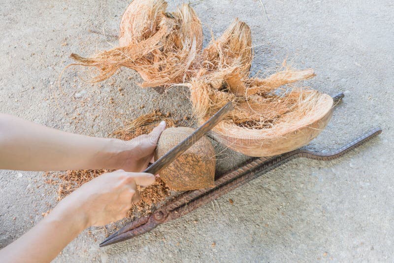 The sliced coconut husks stock photo. Image of cleaver - 67215064