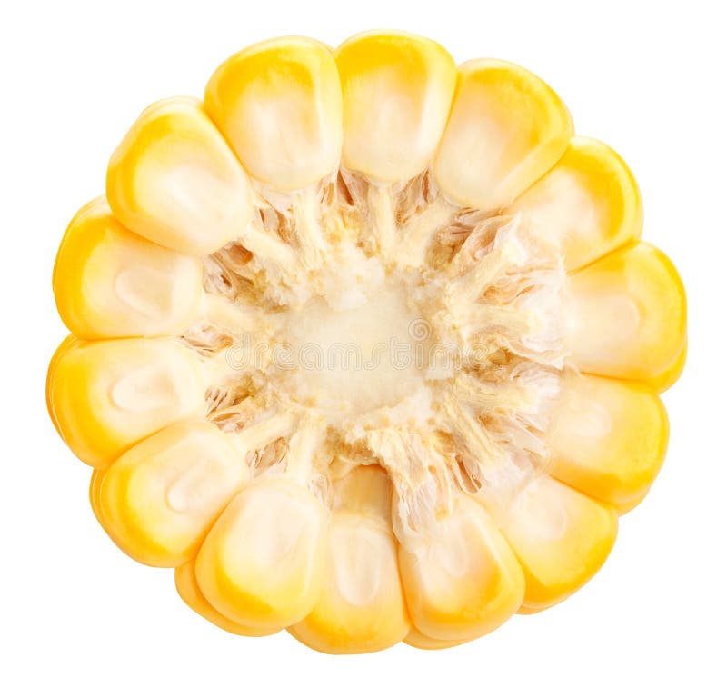 Single corn stock image. Image of kernels, nature, corn - 26272943