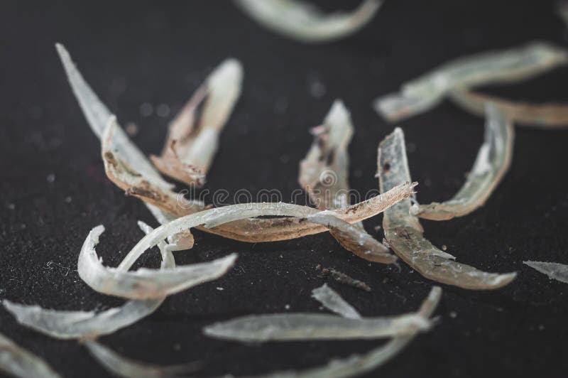 Sliced Human Nails Closeup on a Dark Background. Macro Shot Stock Image ...