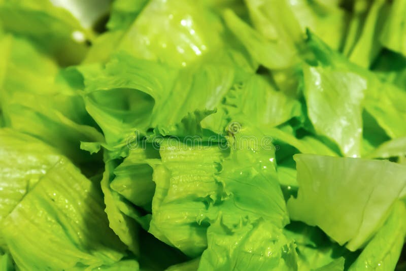 Sliced Lettuce Light Green Salad Pattern Fresh Vegetables Base Stock ...