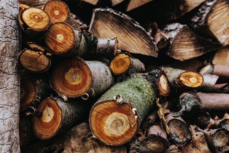 Sliced Logs Stacked Around Each Other Picture. Image: 116049954