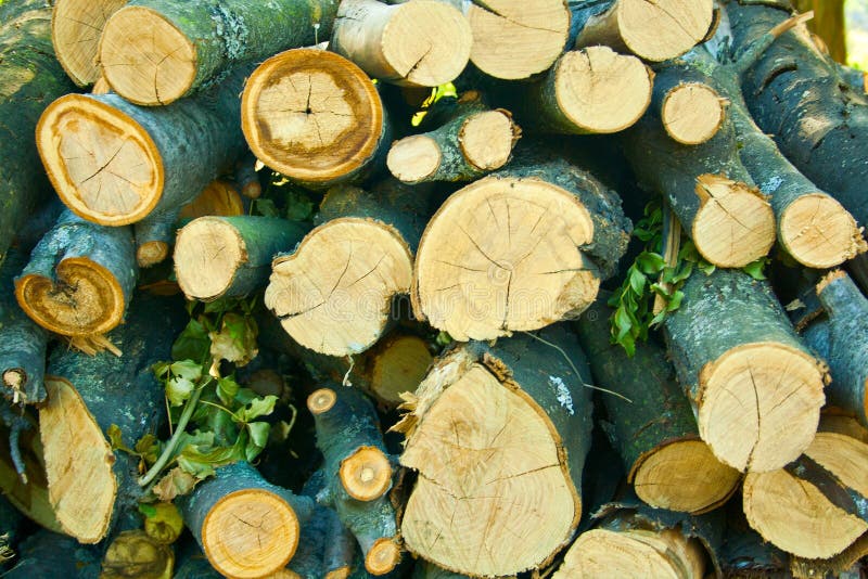 Sliced and Stacked Tree Trunks Stock Image - Image of outdoors ...