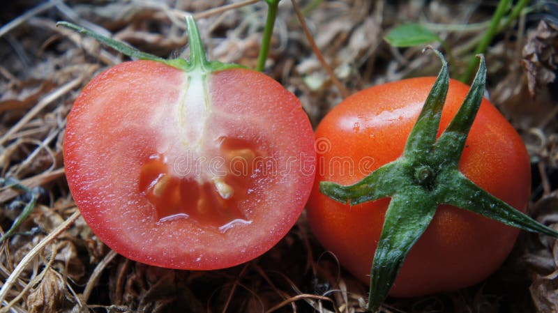 Sliced Tomatoes stock image. Image of cocktail, ingredient - 91592823