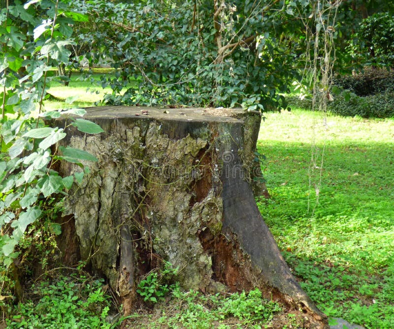 Sliced Tree. Cut Off Trunk. Rural Life Stock Photo - Image of dirunal ...
