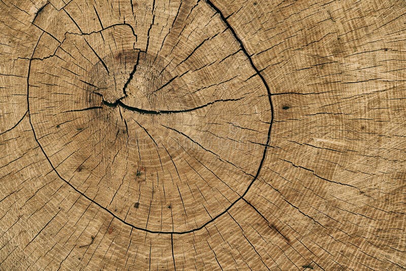 Tree texture stock image. Image of rings, lumber, background - 123343223