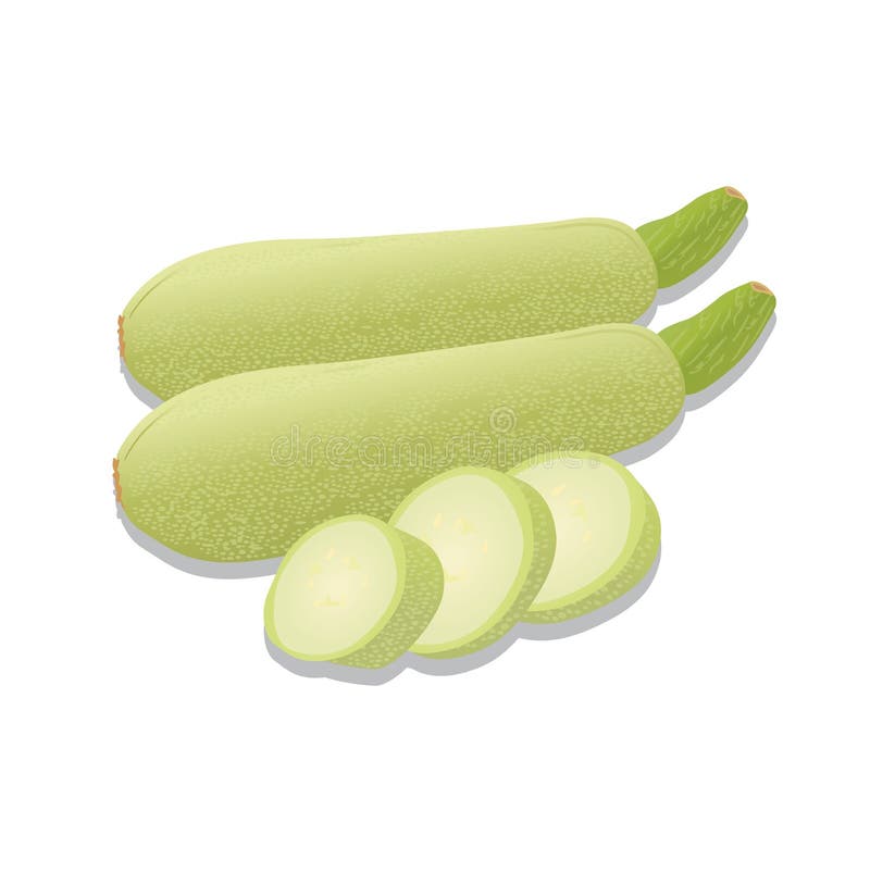 Sliced Zucchini Vector Illustration Stock Illustration - Illustration ...