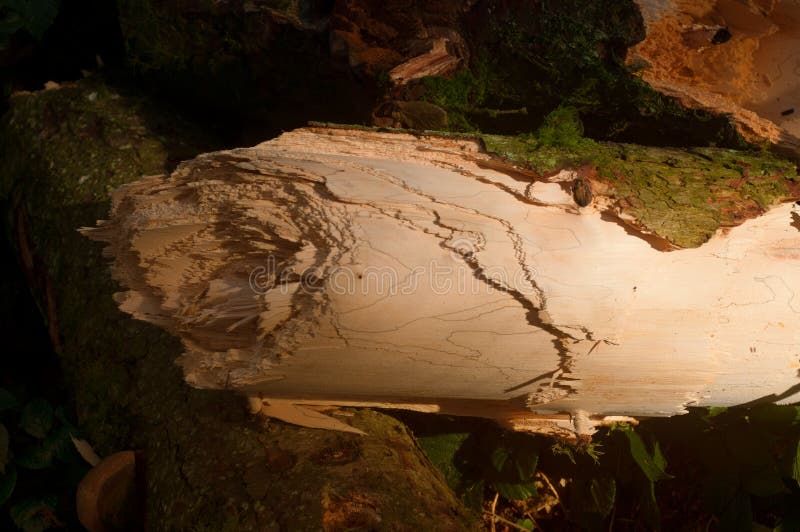 Slices Beautiful Tree Stalk in the Forest at Sunset. Stock Photo ...