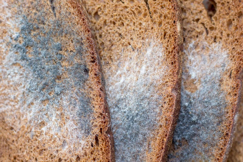 Slices of Black Bread, Covered with Mildew, Close-up. Mold on Bread ...