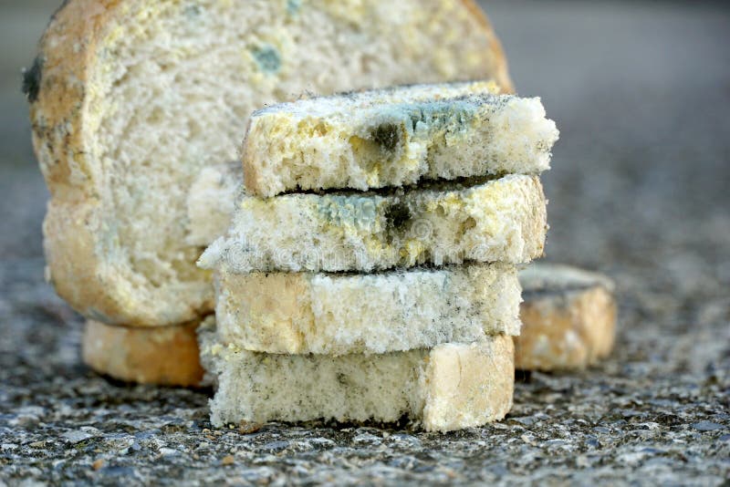 Slices of Bread Covered with Mold Stock Image - Image of loaf, path ...
