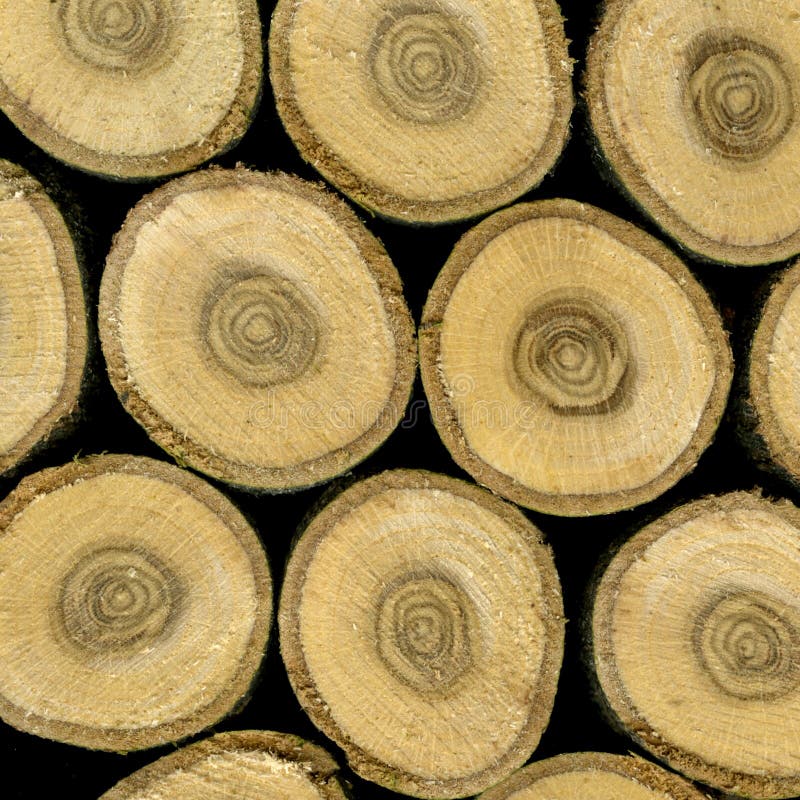 Slices of oak wood stock image. Image of trunk, textured - 6943489