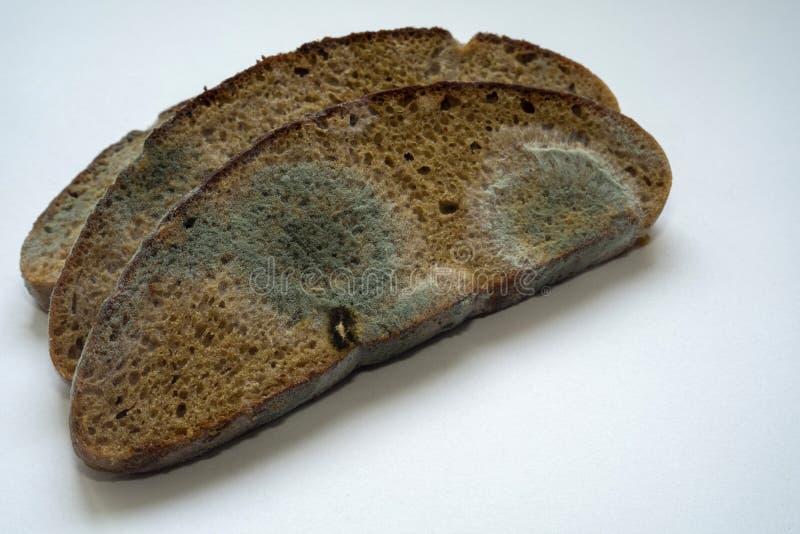 Slices of Rye Bread Covered with Mold Stock Image - Image of concepts ...