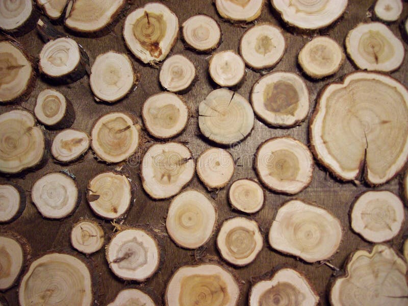 Slices of trees stock photo. Image of texture, lumber - 89879114