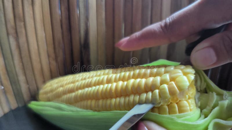 Slicing Fresh Light Yellow Corn Stock Footage - Video of growth, crop ...
