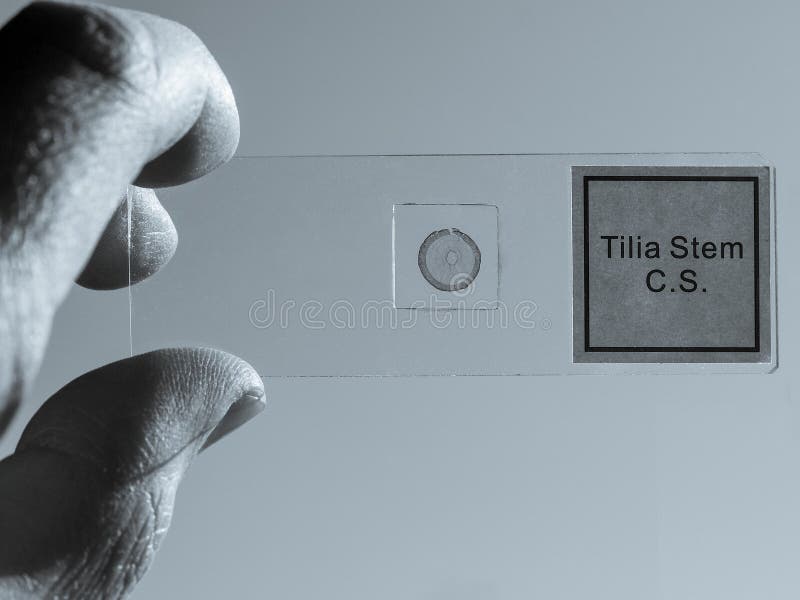 Slide for Optical Microscope Stock Photo - Image of cross, science ...