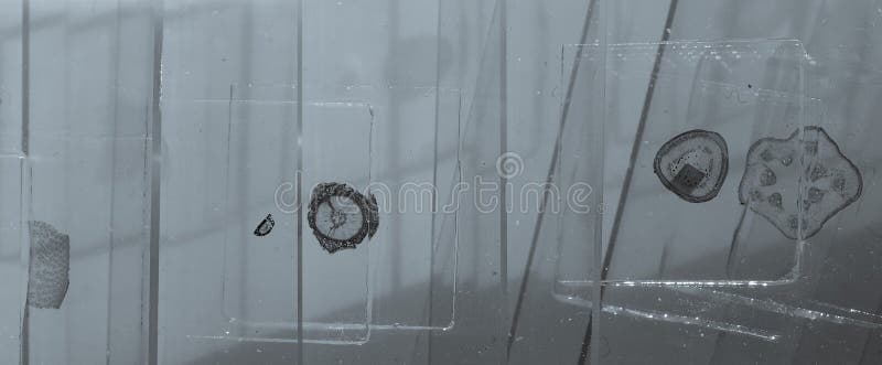 Slide for Optical Microscope Stock Image - Image of microscope, science ...