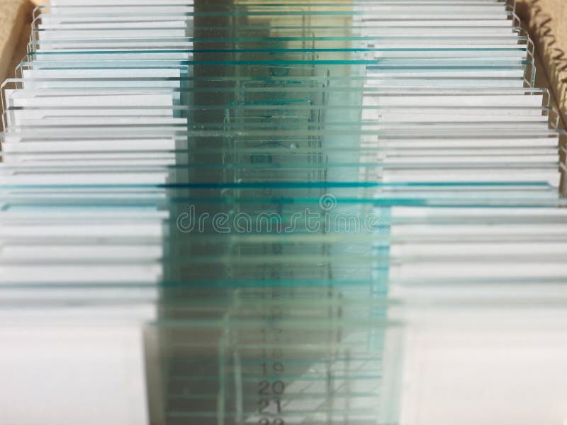 Slide for Optical Microscope Stock Image - Image of specimen, detail ...