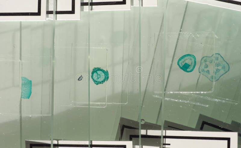 Slide for Optical Microscope Stock Image - Image of experiment, science ...