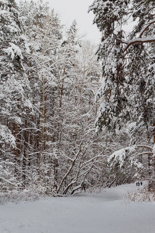 Slide in a snowy forest stock image. Image of copy, traveling - 68586291