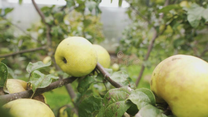 Slide Video. Small Tree with Large Green Apples. Close-up Stock Video ...
