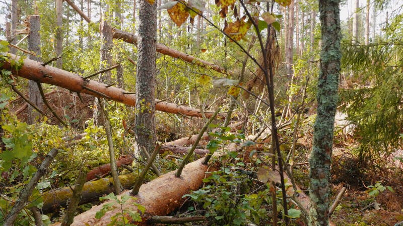 Broken Forest after Powerful Hurricane Stock Footage - Video of ...