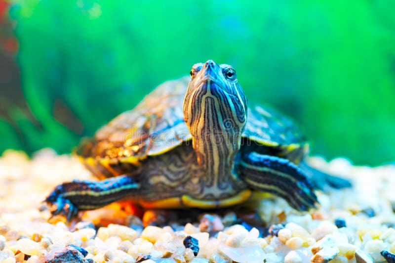 Slider turtle stock photo. Image of eared, biology, green - 10921492