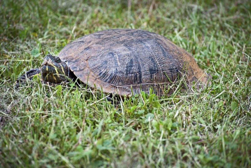 Slider Turtle Closeup stock image. Image of lake, slider - 21443199
