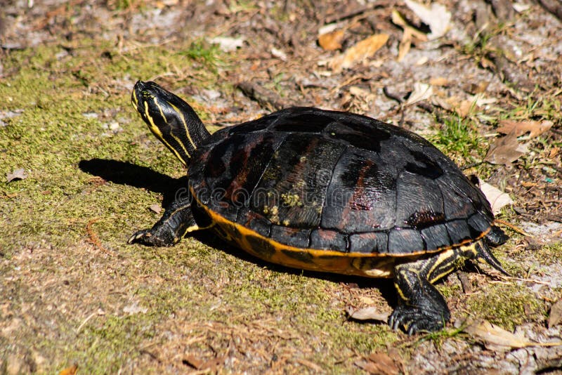 Slider turtle stock image. Image of nature, black, turtle - 181224467