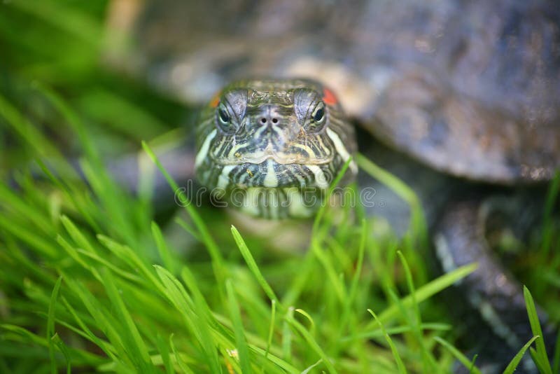 Slider turtle stock photo. Image of amphibians, common - 62620416