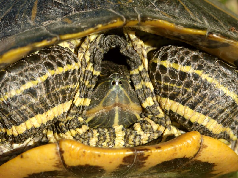 Slider Turtle (Trachemy Scripta) Stock Image - Image of ecology ...