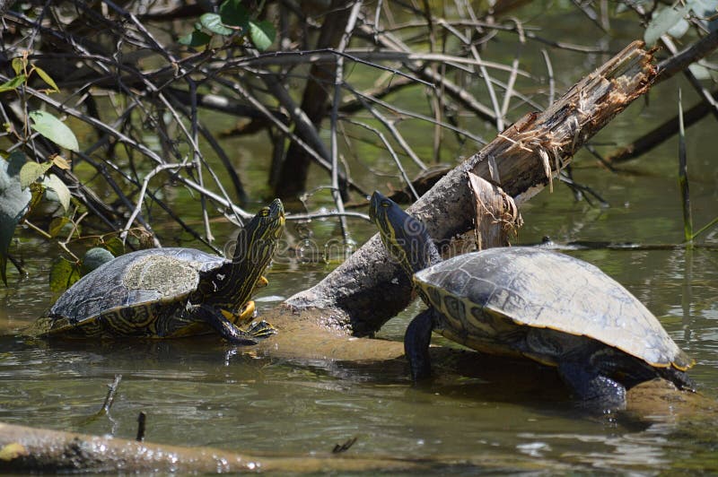 Slider Turtles Sunning on a Large Branch Stock Image - Image of slider ...