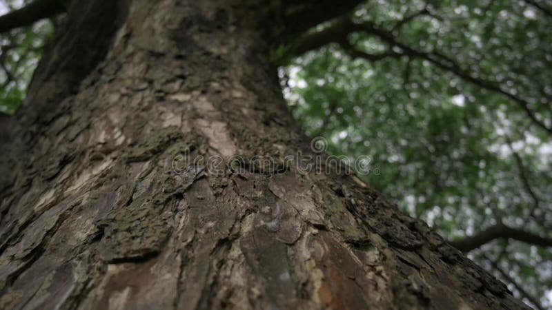 Sliding Down Close Up Texture of Old Tree Trunk Growth in Tropical ...