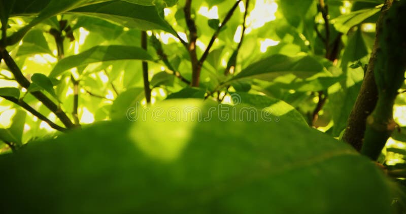 Sliding through Lush Green Foliage. Tree Leaf Closeup Stock Video ...
