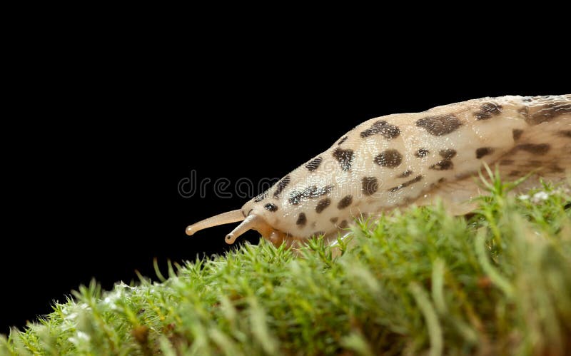 Sliding slug stock image. Image of antenna, animal, limacidae - 59011541